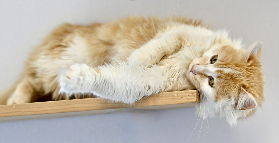 Career Opportunities | Oregon Coast Humane Society