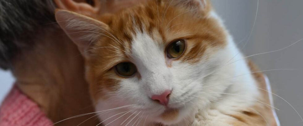 Spay-Neuter Certificate | Oregon Coast Humane Society