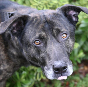 Oregon Coast Humane Society | A No Kill Facility