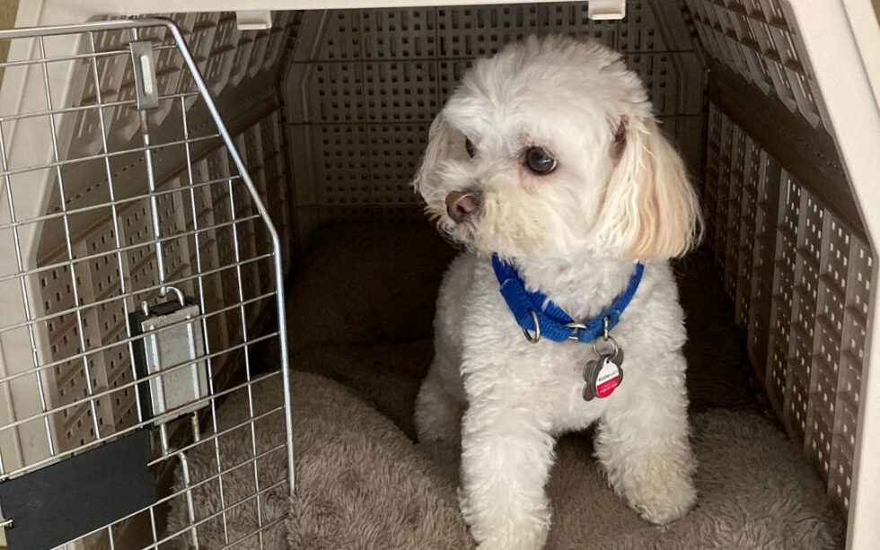 Crate Training For Your Dog | Oregon Coast Humane Society